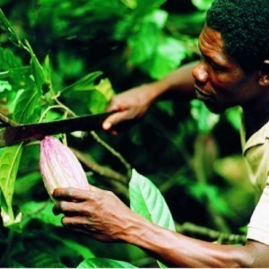 Harvesting & Post-harvest - International Cocoa Organization